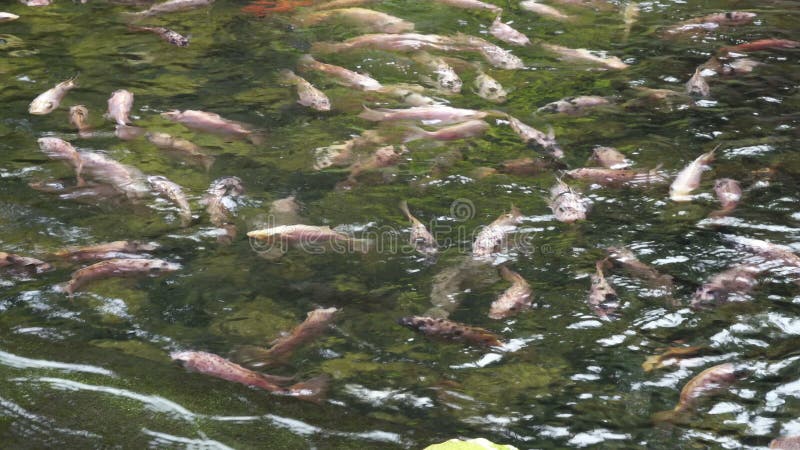Nile Tilapia Fish in Pond on Southeast Asian. the Nile Tilapia is a ...