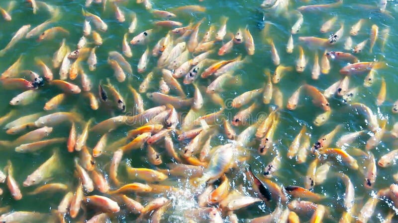Nile Tilapia Fish in Pond on Southeast Asian. the Nile Tilapia is a ...