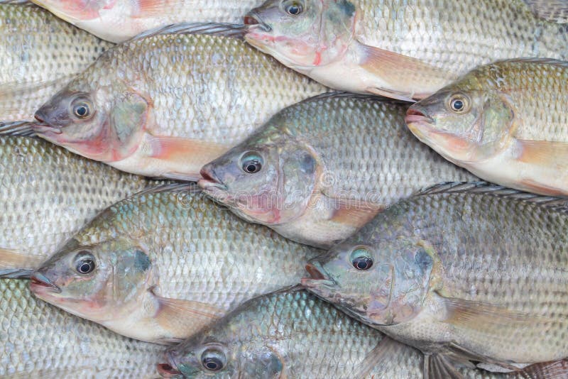 Nile Tilapia stock image. Image of fishery, close, mango - 40377401