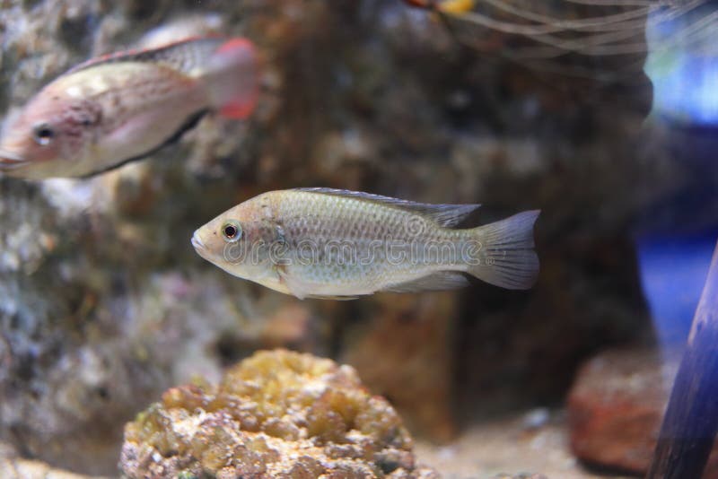 Nile Tilapia or Mango Fish or Nilotica Stock Image - Image of nile ...