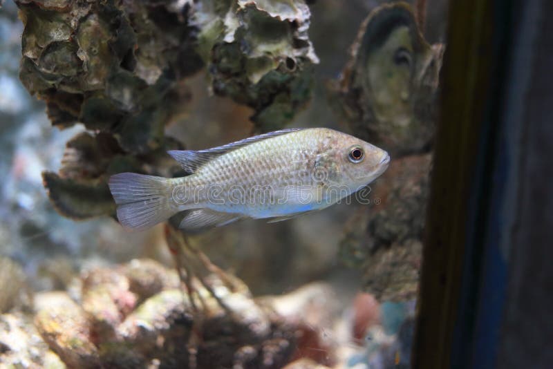 Nile Tilapia or Mango Fish or Nilotica Stock Photo - Image of aquarium ...