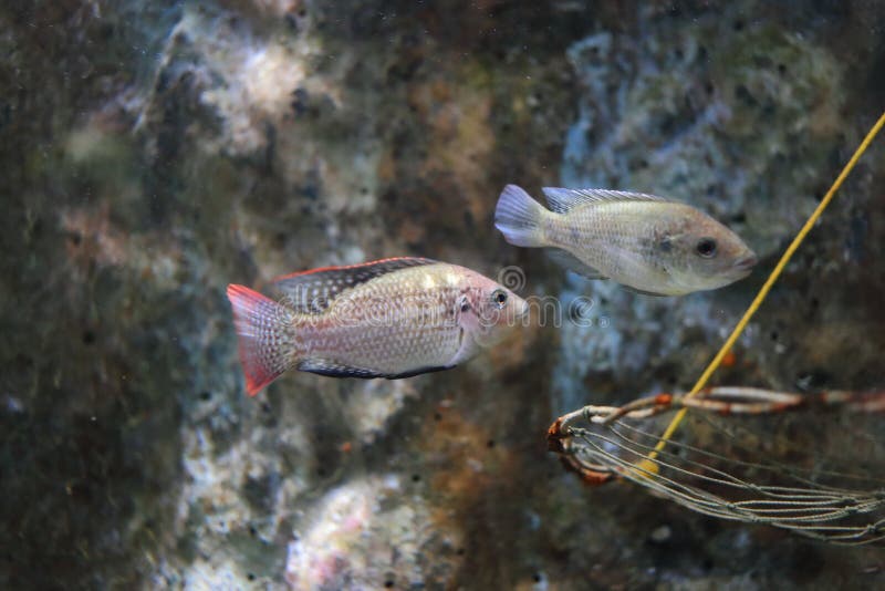 Nile Tilapia or Mango Fish or Nilotica Stock Image - Image of local ...