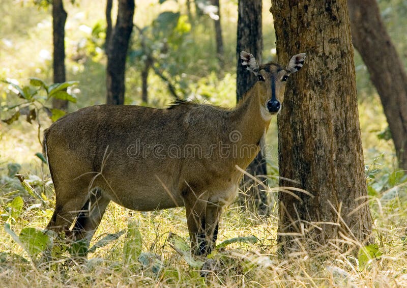 Nilgai 1 stock image. Image of antelope, zoology, ecology - 31391935