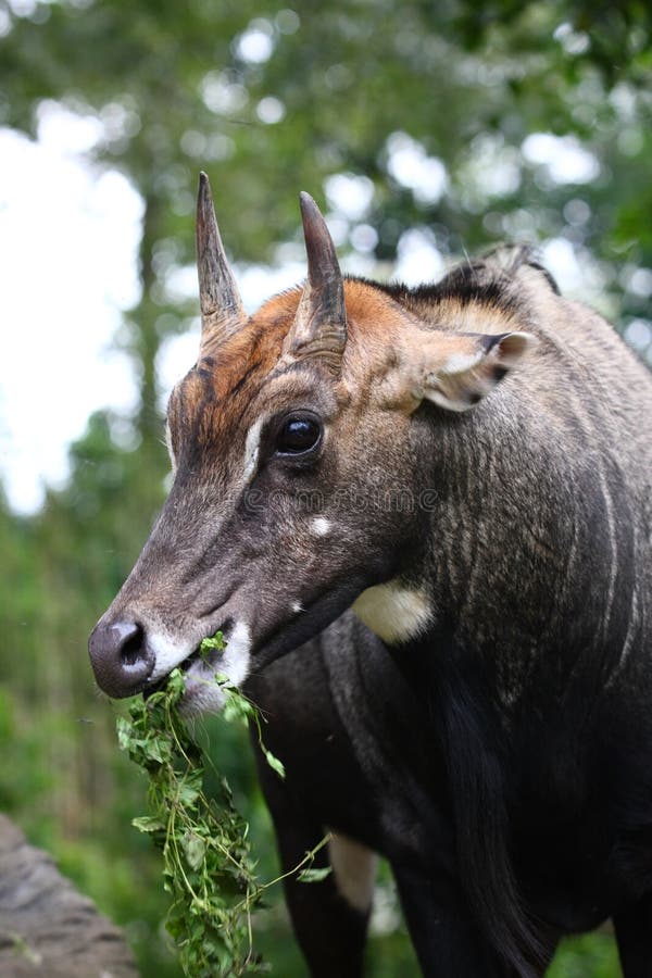 109 2 Ox Stock Photos - Free & Royalty-Free Stock Photos from Dreamstime