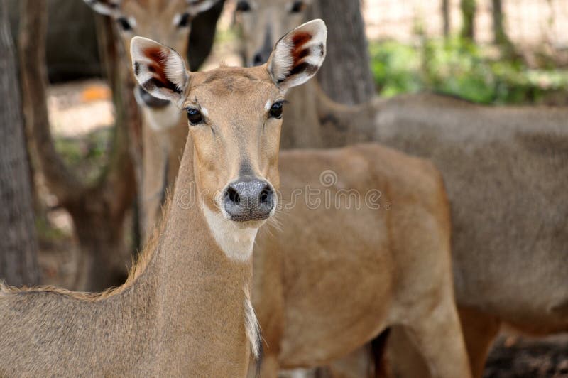 Nilgai stock image. Image of national, nilgai, wroclaw - 21365605