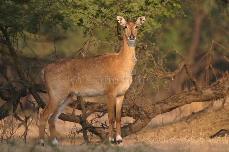 Pere David`s deer 7 stock image. Image of environment - 14512841