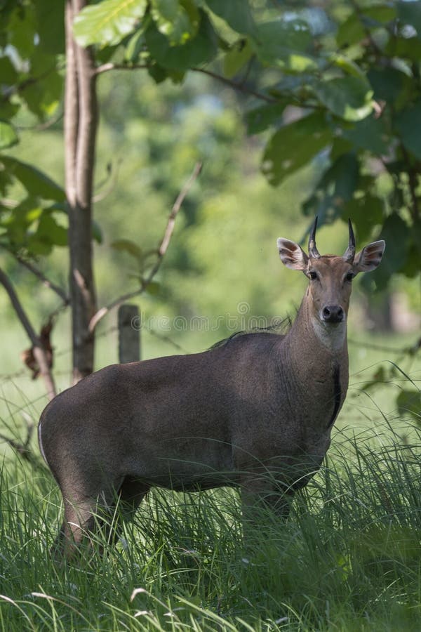 Nilgai Antelope in Forest Setting Stock Image - Image of conservation ...