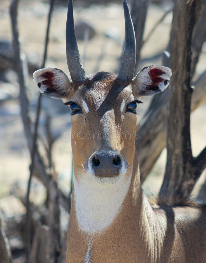 Asian Antelope Standing in the Grass Stock Photo - Image of animal ...