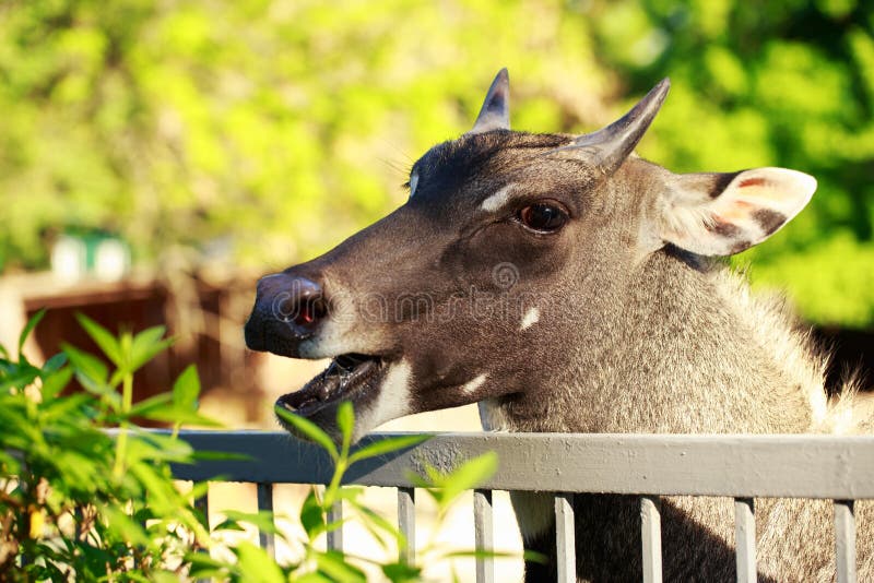 Nilgai, aka blue bull stock photo. Image of rajasthan - 2185014