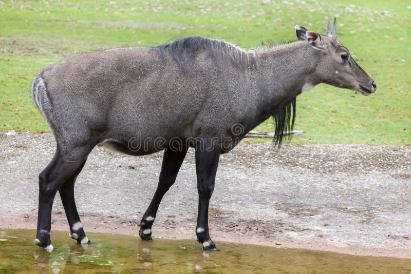 Nilgai Boselaphus Tragocamelus Stock Photo - Image of hoofed, india ...
