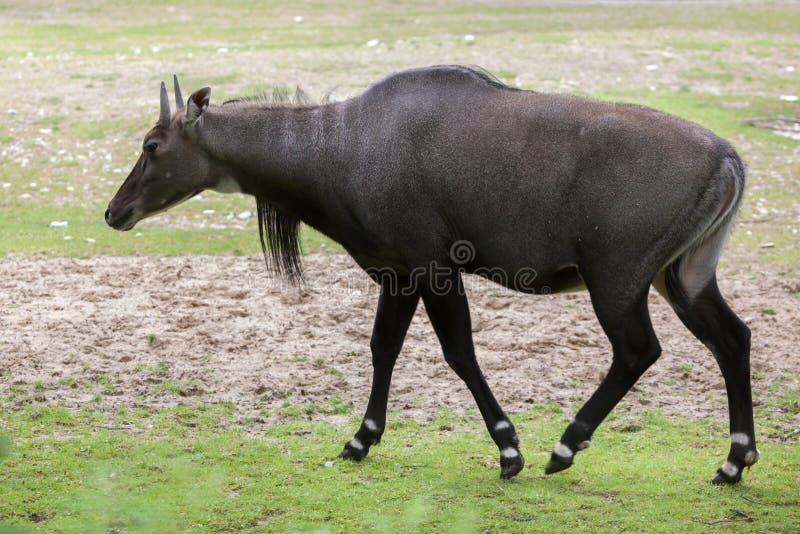 Nilgai Boselaphus Tragocamelus Stock Image - Image of mammalia, india ...