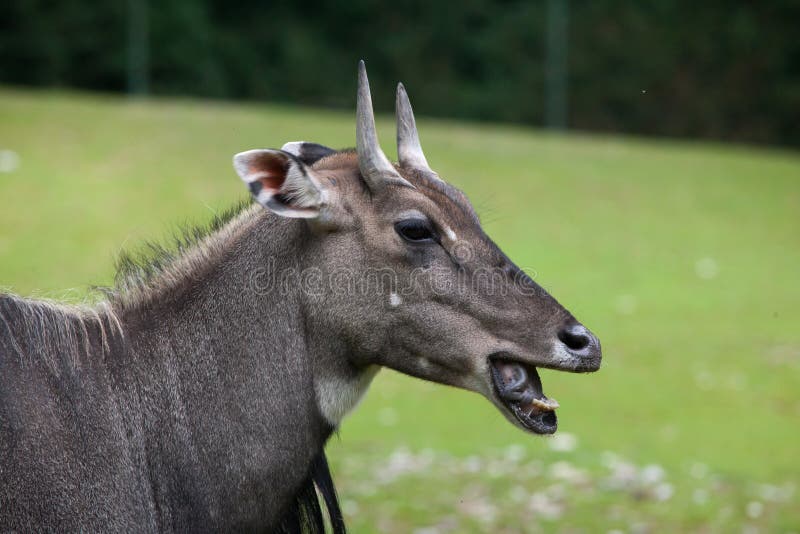 Nilgai (Boselaphus Tragocamelus). Stock Image - Image of natural ...