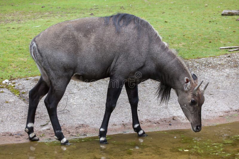 Nilgai Boselaphus Tragocamelus Stock Image - Image of forest, indian ...