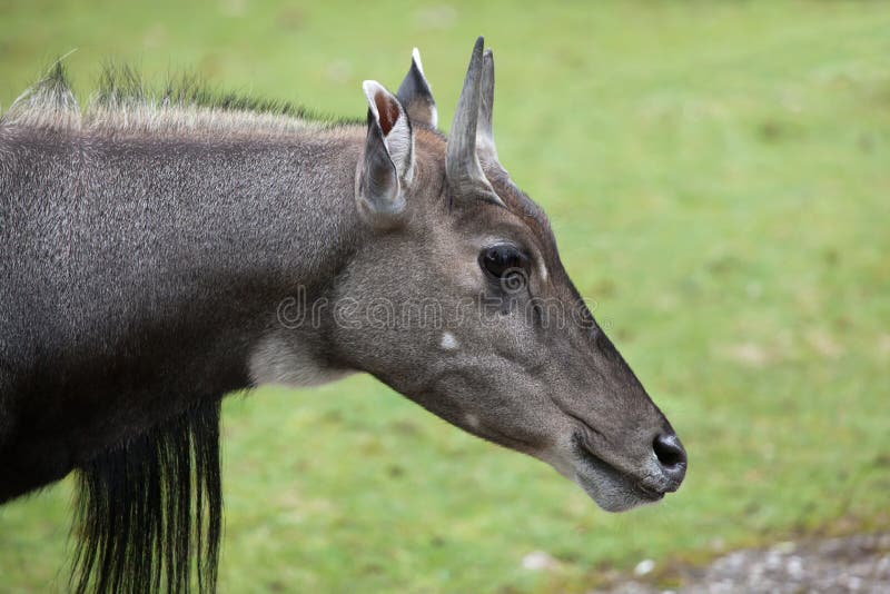 Nilgai Boselaphus Tragocamelus Stock Image - Image of life, toed: 85935681