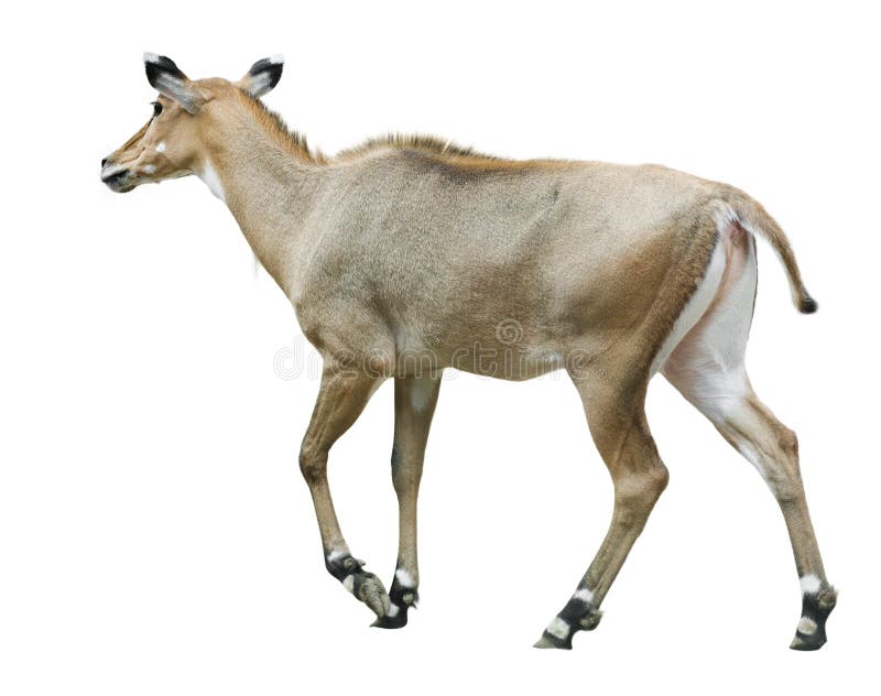 Nilgai stock photo. Image of natural, wildlife, hart - 48728376