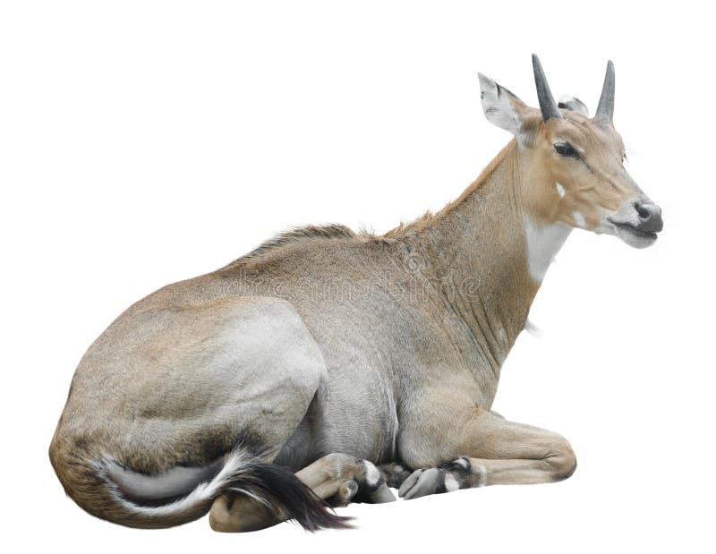 Nilgai isolated stock image. Image of horns, wildlife - 18333145