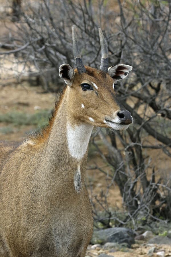 Nilgai antelope close-up stock image. Image of speed - 107203749