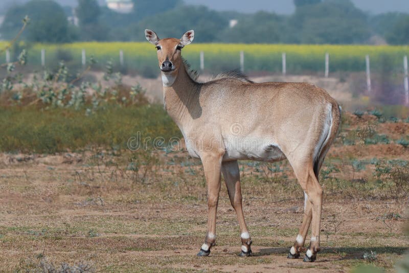 Female And Two Young Antelope Picture. Image: 972062