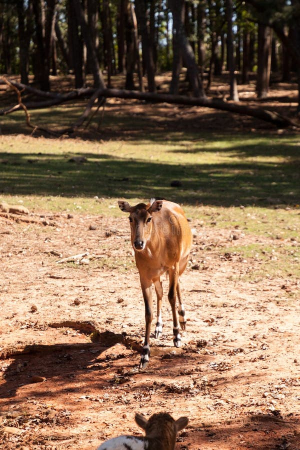 Asian Antelope in a Zoo stock photo. Image of asian, animals - 22482344