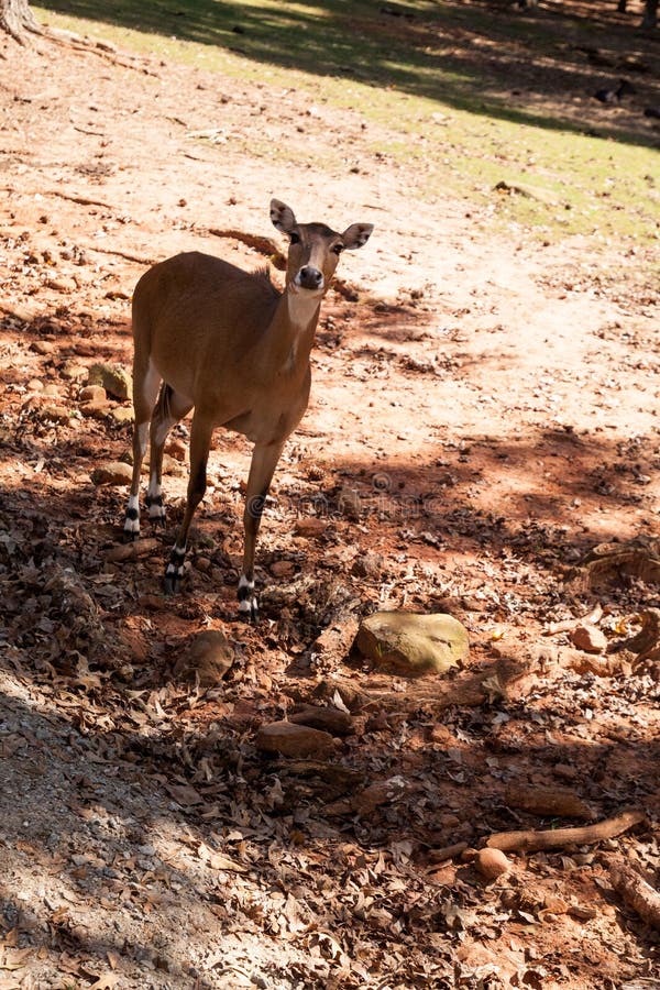Asian Antelope in a Zoo stock photo. Image of asian, animals - 22482344
