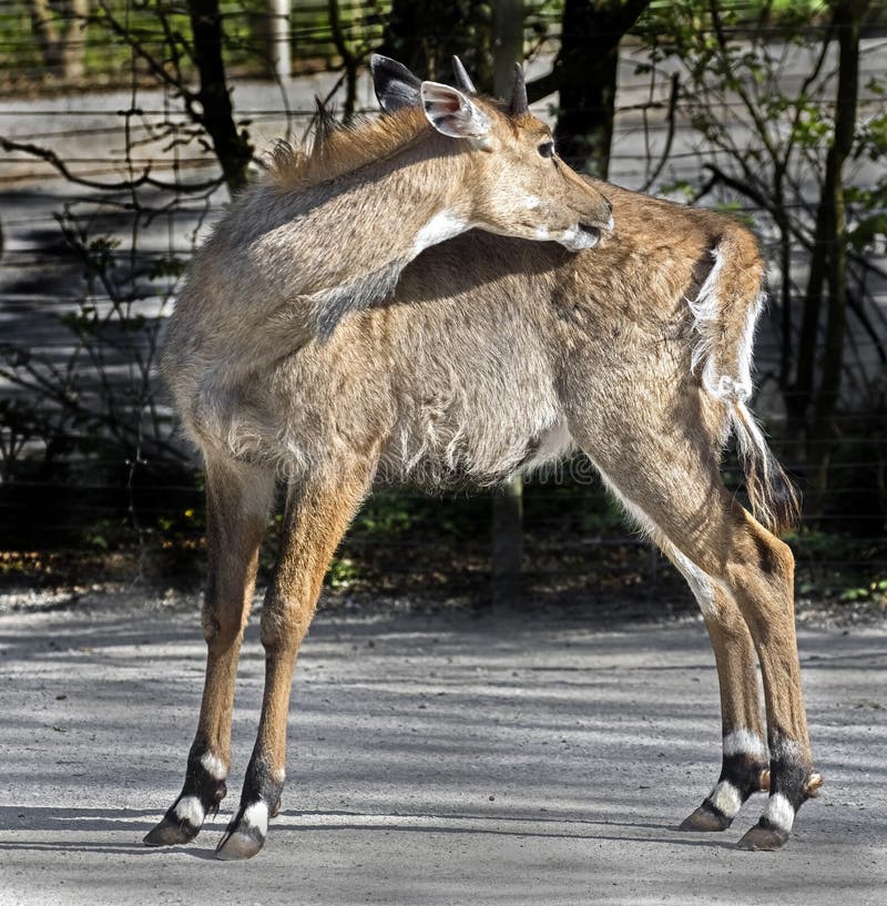Nilgai 5 stock image. Image of zoology, asia, ruminant - 99144489