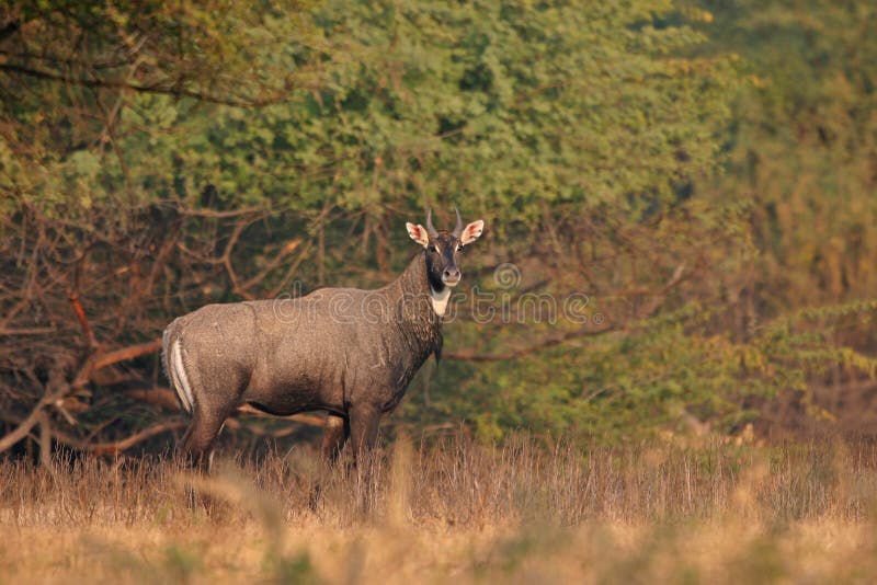 Toro azul imagen de archivo. Imagen de prado, animal - 19868829