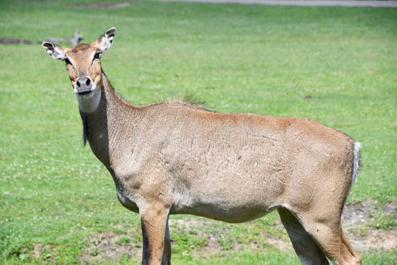Nilgai stock photo. Image of nilgau, fauna, color, natural - 210735156