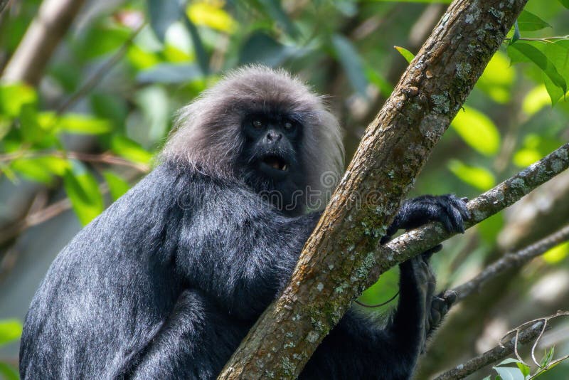 Nilgiri Langur Semnopithecus Johnii a Vulnerable Specie Observed in ...