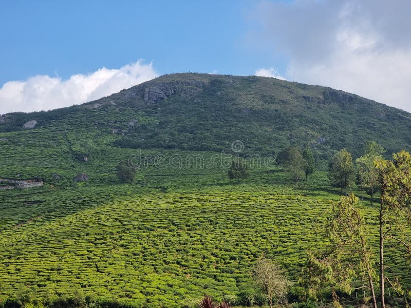 Beautiful View of Nilgiri Mountains Tea Estates,tea Gardens or Tea ...