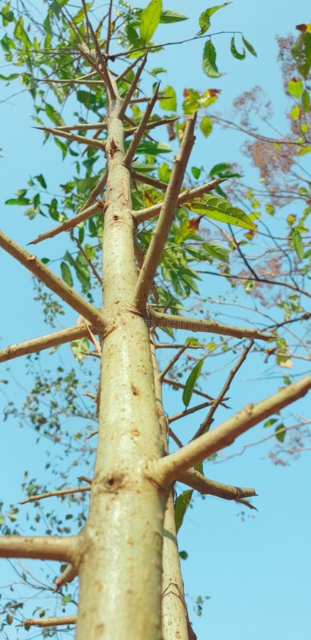 Nill Plants Stock Photos - Free & Royalty-Free Stock Photos from Dreamstime