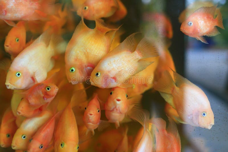 Mango Goldfish Stock Photos - Free & Royalty-Free Stock Photos from ...