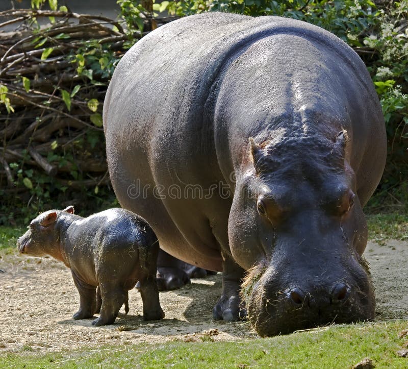 Nilpferd 10 stockbild. Bild von wild, porträt, sturzflug - 35601533