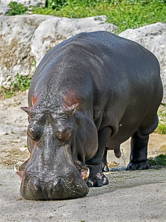 Nilpferd 10 stockbild. Bild von fauna, afrikanisch, afrika - 35601533