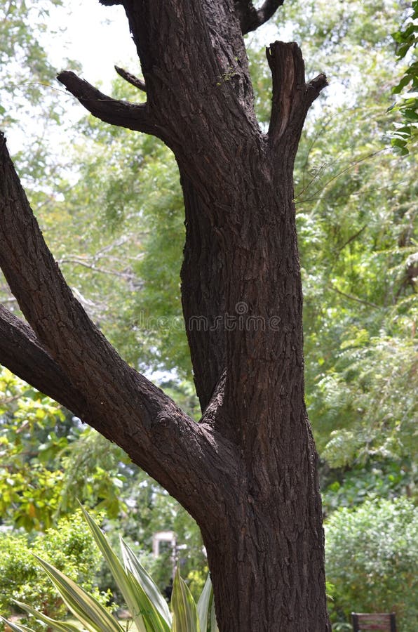 Nim Tree Branch stock photo. Image of large, forming - 152544632