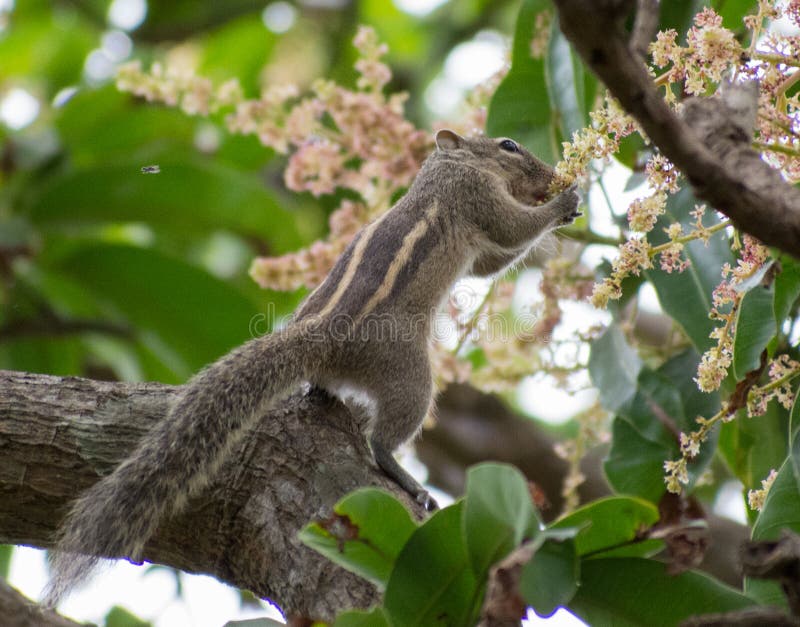 Squirrel Eating Mango Stock Photos - Free & Royalty-Free Stock Photos ...