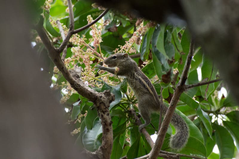 Squirrel Eating Mango Stock Photos - Free & Royalty-Free Stock Photos ...