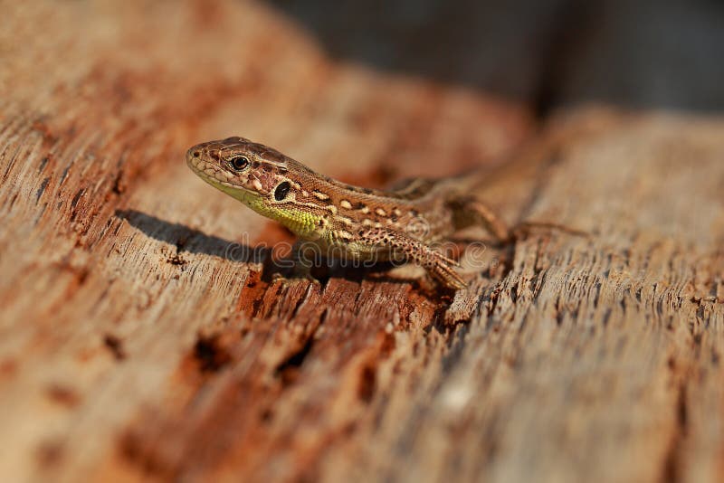 Nimble lizard stock image. Image of pattern, close, brown - 65245693