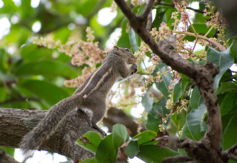 The nimble squirrel stock image. Image of gardening - 135528567