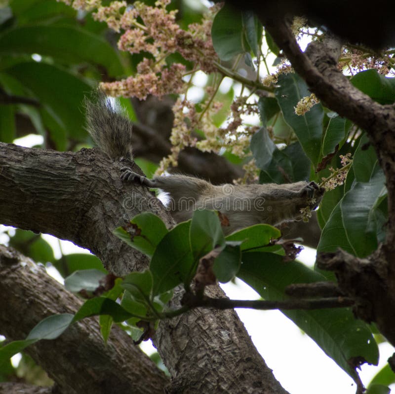Squirrel Eating Mango Stock Photos - Free & Royalty-Free Stock Photos ...