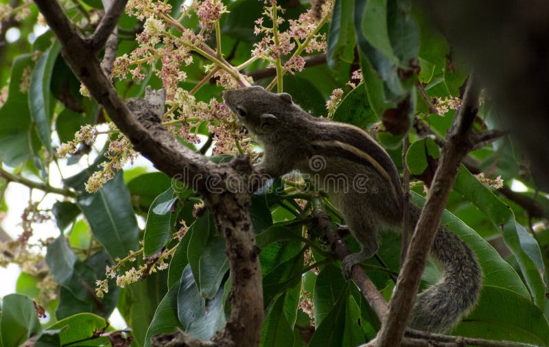 Squirrel Eating Mango Stock Photos - Free & Royalty-Free Stock Photos ...