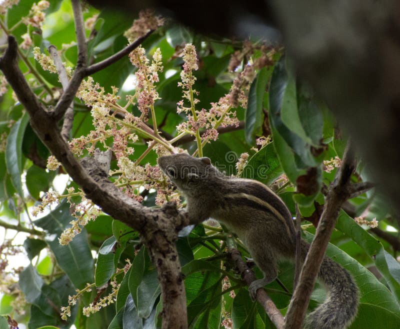 Squirrel Eating Mango Stock Photos - Free & Royalty-Free Stock Photos ...