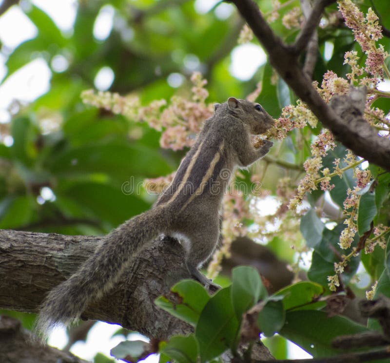 Squirrel Eating Mango Stock Photos - Free & Royalty-Free Stock Photos ...