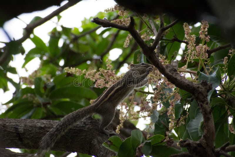 The nimble squirrel stock image. Image of palmarum, animal - 135528821