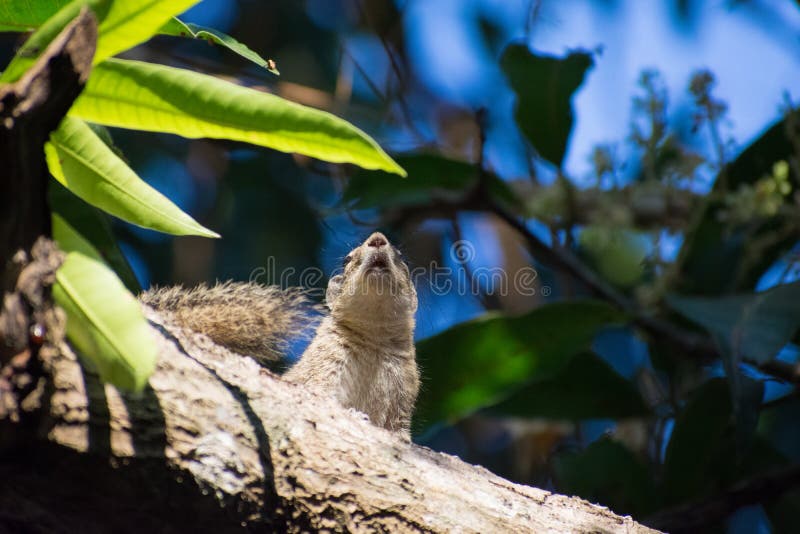 The nimble squirrel stock image. Image of animal, nimble - 130040687
