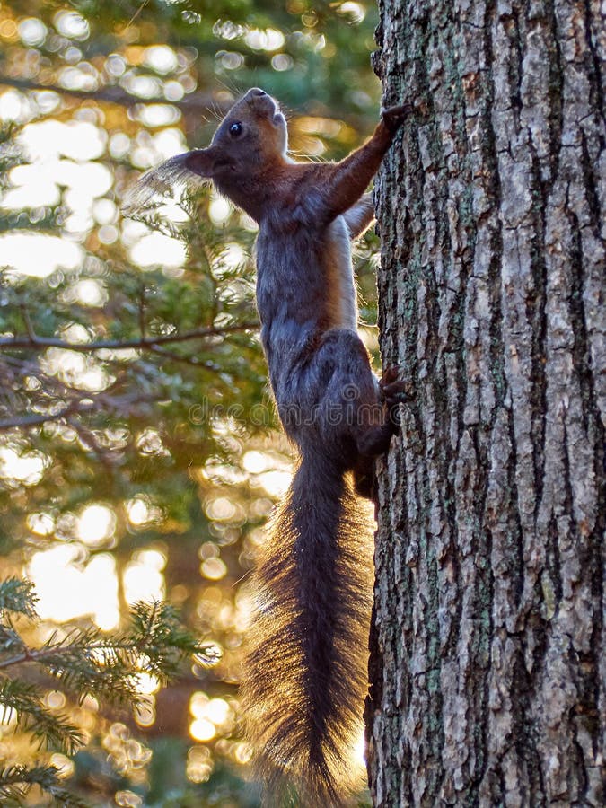 Nimble Squirrel in the Park Stock Image - Image of animal, cute: 147726881