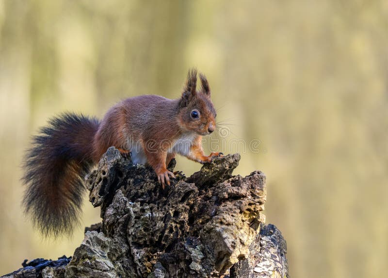 A Nimble Squirrel is Standing and Posing on a Rock Stock Image - Image ...