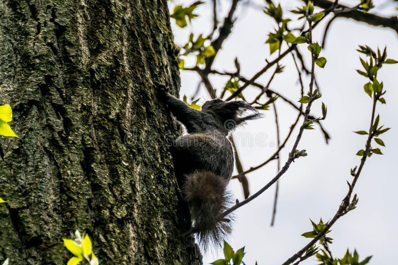 Nimble Squirrel on a Tree Bark Stock Image - Image of tree, fauna ...
