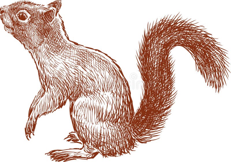 Squirrel stock vector. Illustration of drawn, fluffy - 25194211