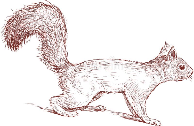 Nimble squirrel stock vector. Illustration of cute, life - 43333709