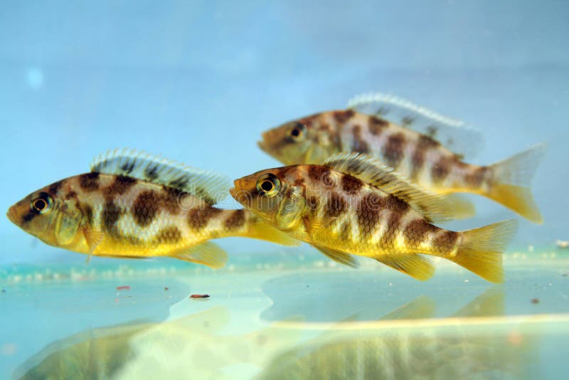 Nimbochromis Venustus (Venustus Hap) Stock Image - Image of spotted ...
